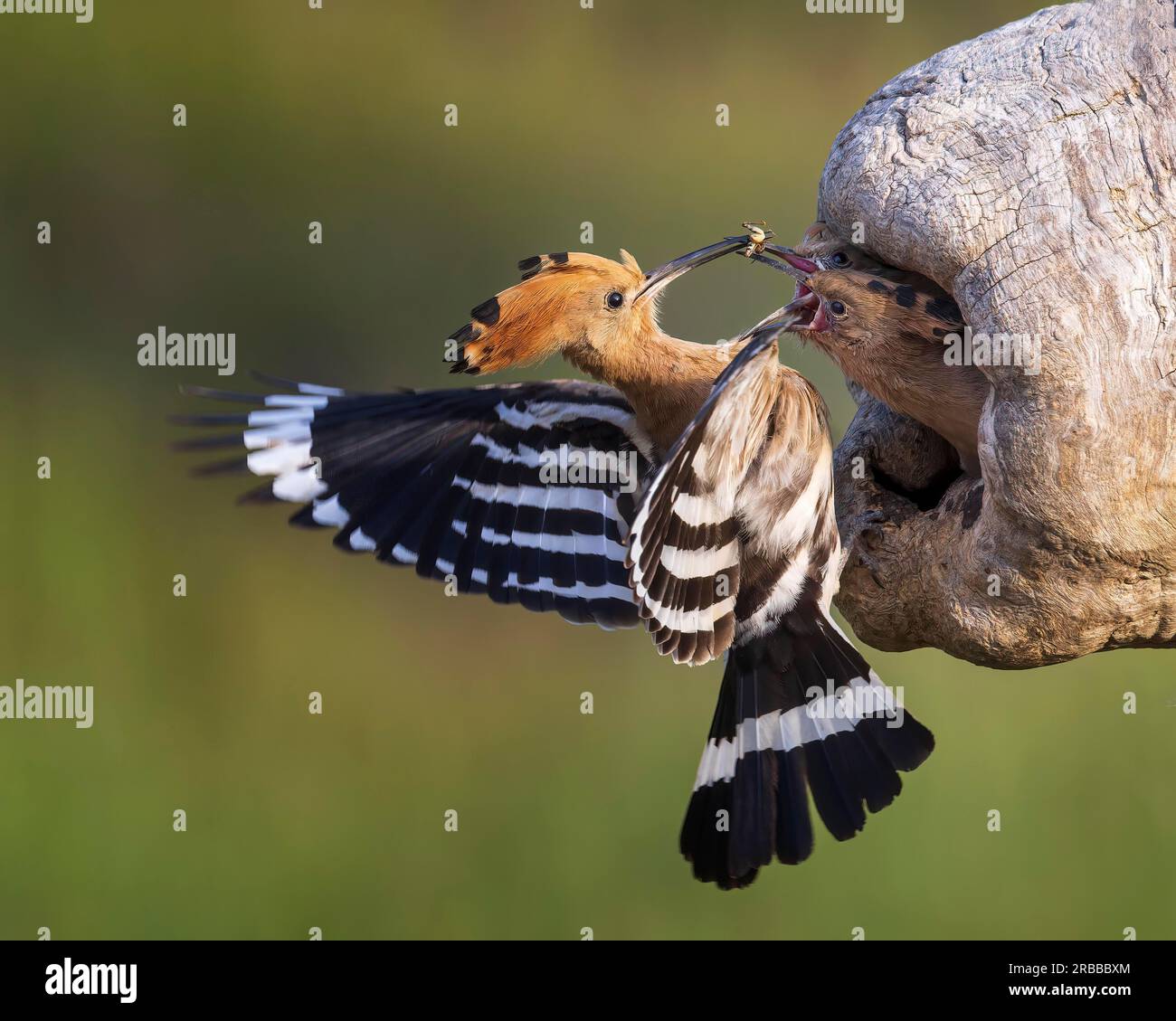 Hoopoe (Upupa epops) at the breeding burrow, begging young birds, with ...