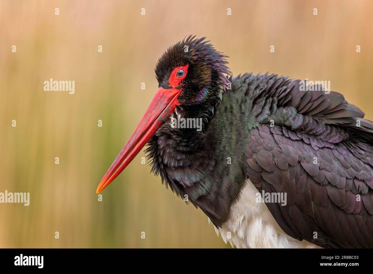 Black Stork (Ciconia nigra) Plumage fluffed up, portrait, foraging ...