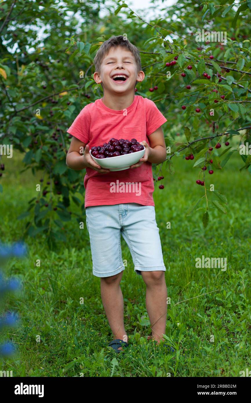 preschooler boy holding large plate with ripe red cherries picked from ...