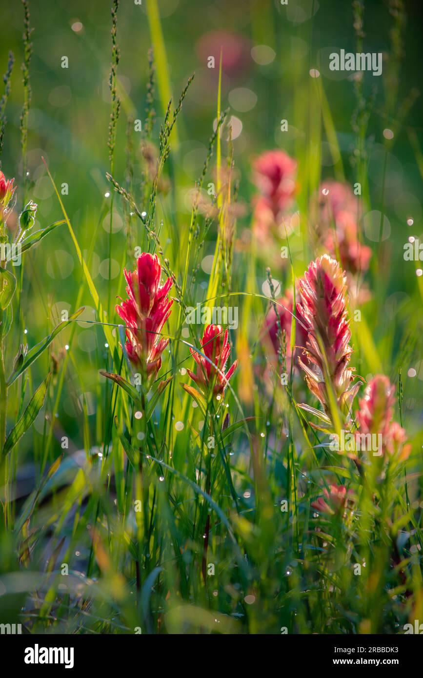Prairie fire flowers hi-res stock photography and images - Alamy
