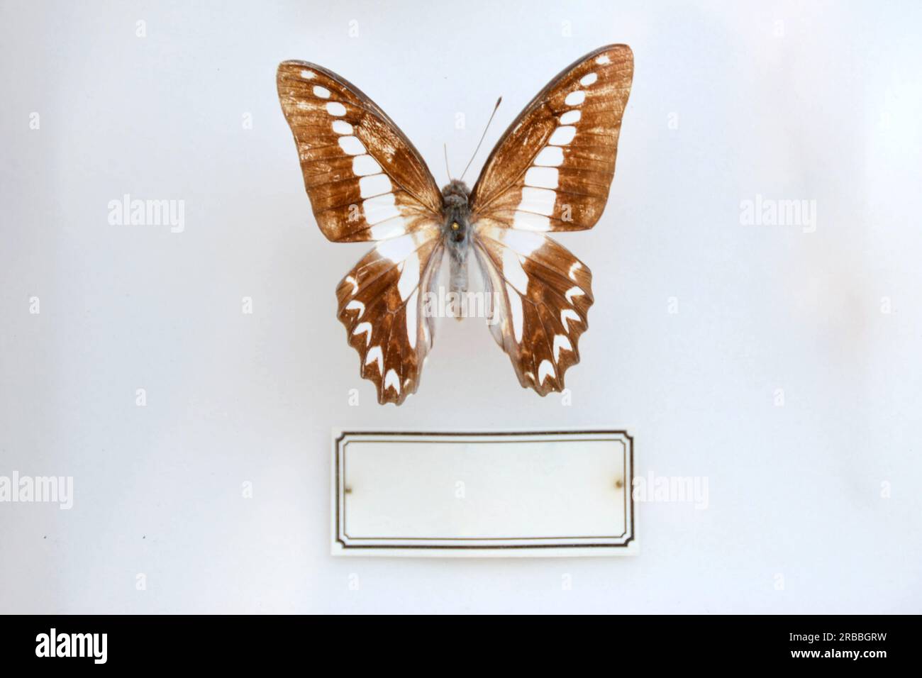 Exotic insects of the fauna of South America common in Central and ...