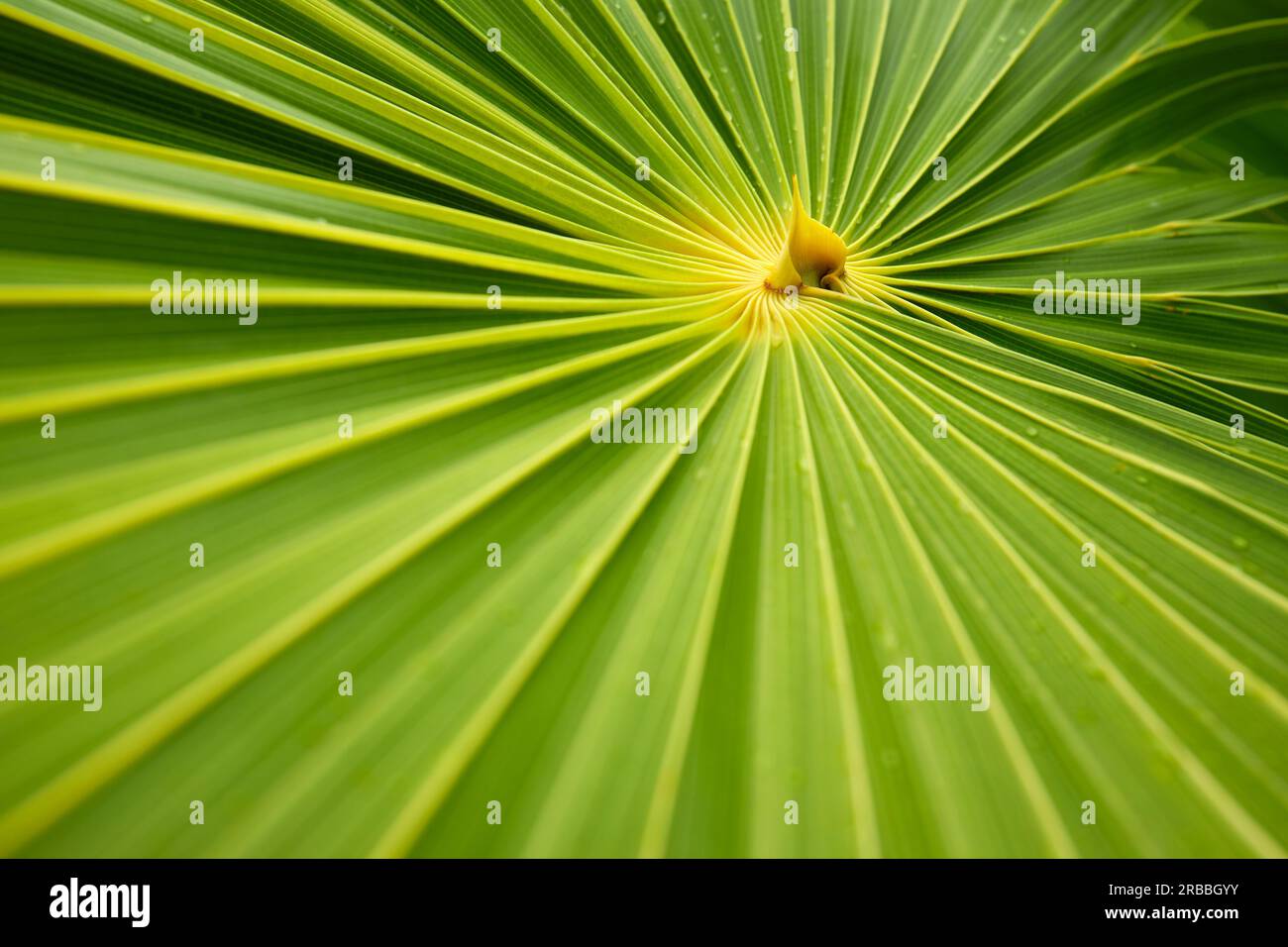 Wave planting hi-res stock photography and images - Alamy