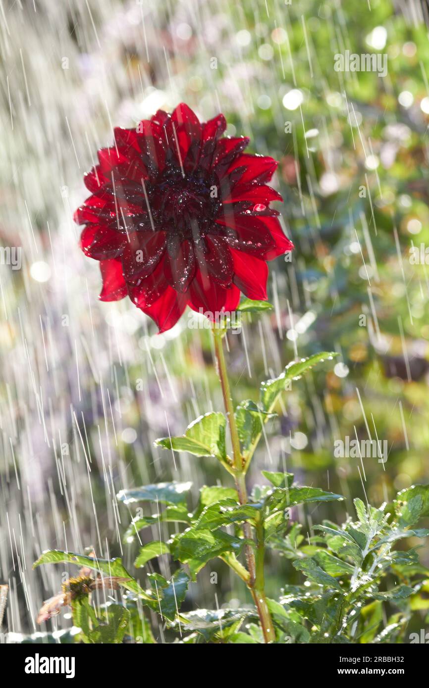 watering flower/ sun shower Stock Photo - Alamy