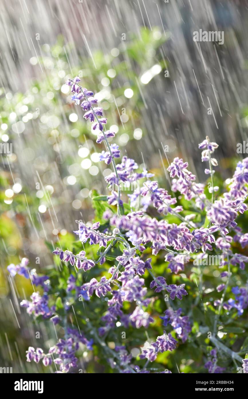 Summer sun shower hi-res stock photography and images - Alamy