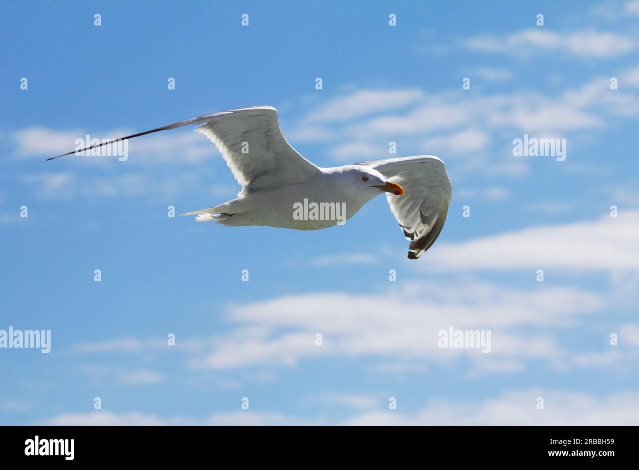 Wings falling off hi-res stock photography and images - Alamy