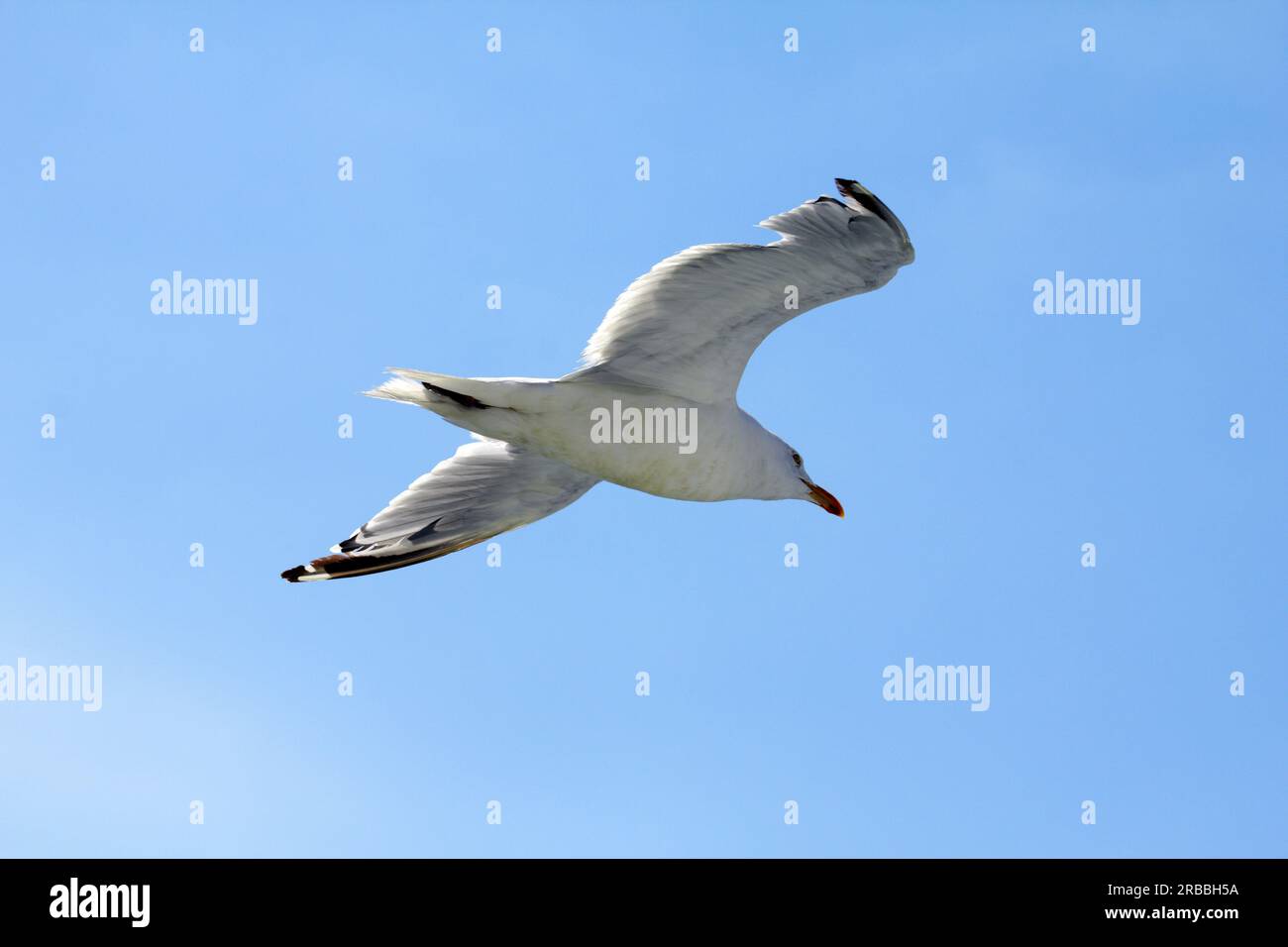 Wings falling off hi-res stock photography and images - Alamy
