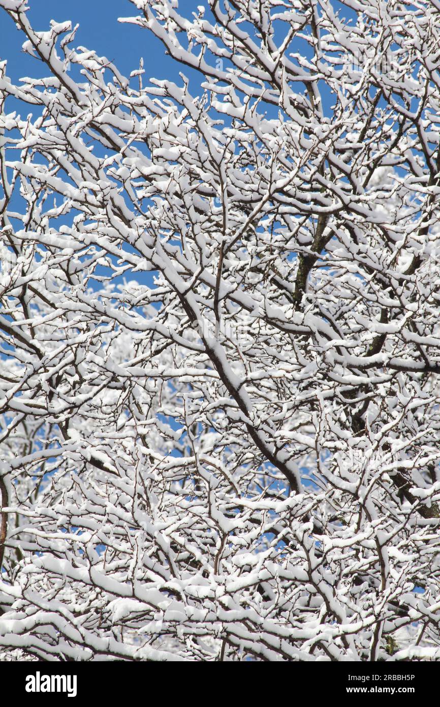 tree covered in snow Stock Photo - Alamy