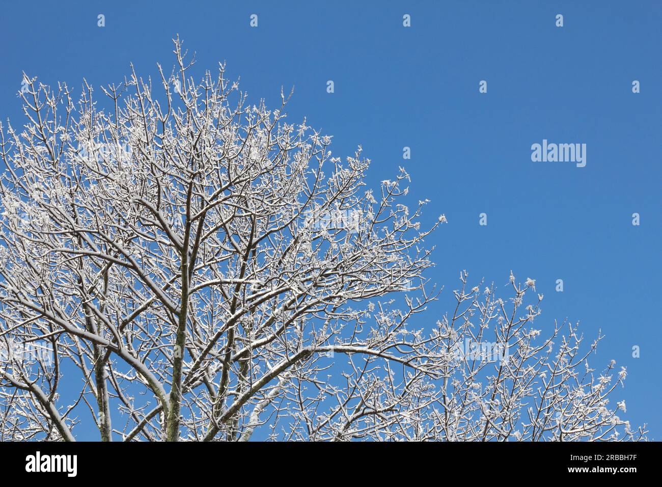tree covered in snow Stock Photo - Alamy