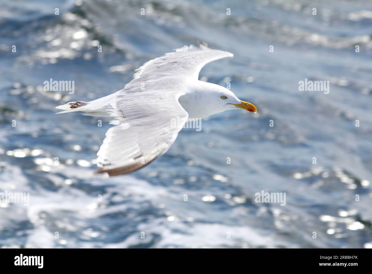 Seagull landing beach hi-res stock photography and images - Alamy