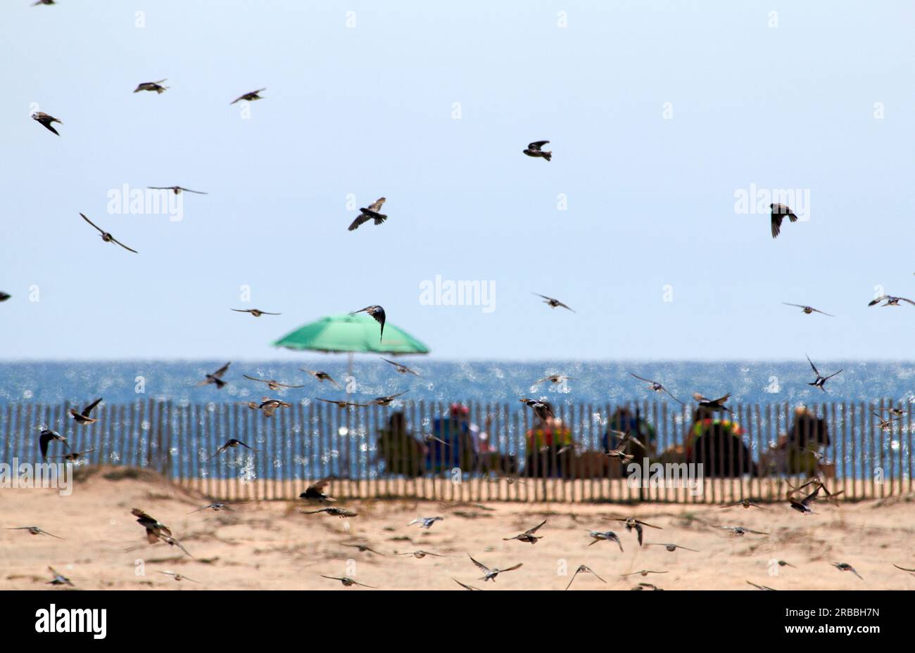 Majestic seagull hi-res stock photography and images - Alamy