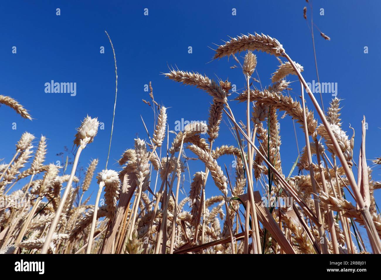 Feld mit erntereifem Weizen, Nordrhein-Westfalen, Deutschland Stock ...
