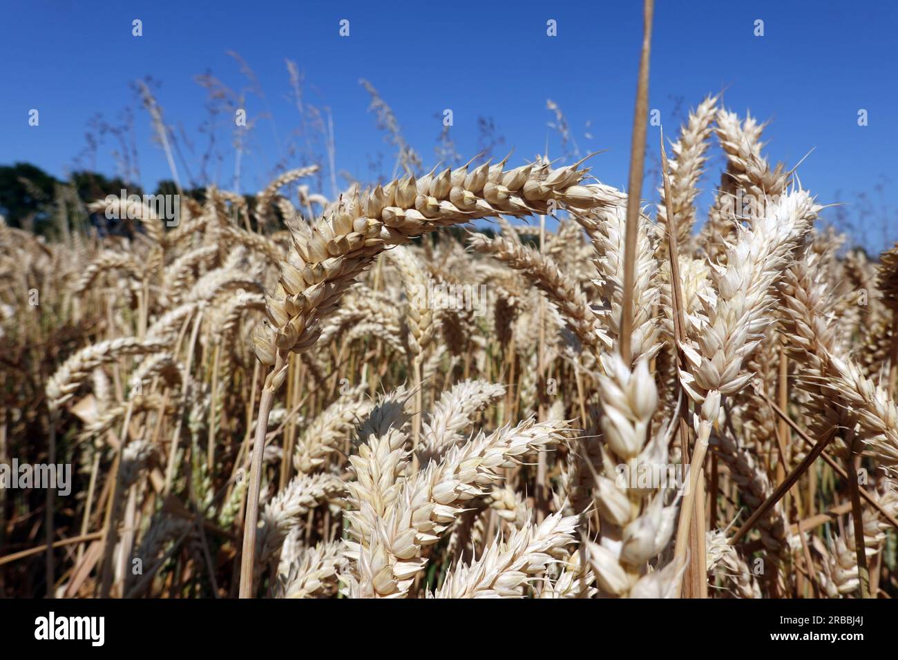 Feld mit erntereifem Weizen, Nordrhein-Westfalen, Deutschland Stock ...