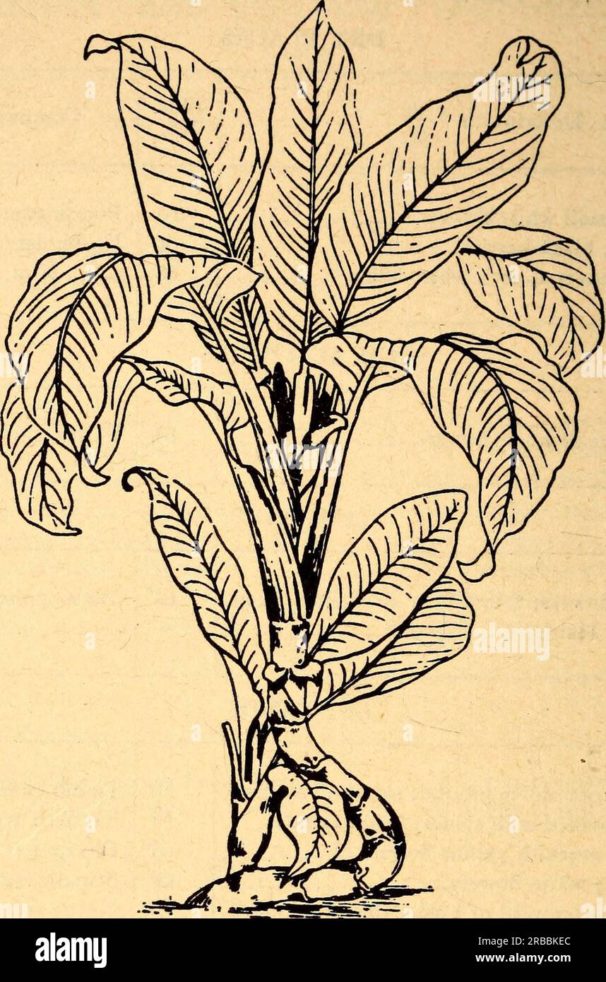 Dumb Cane Dieffenbachia POISON Stock Photo - Alamy