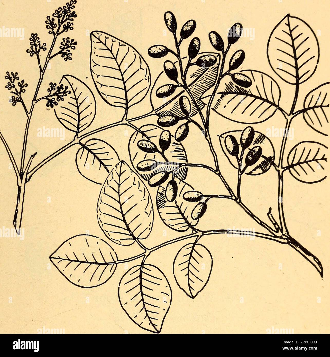 Black Poison Wood Metopium toxiferum POISON Stock Photo - Alamy