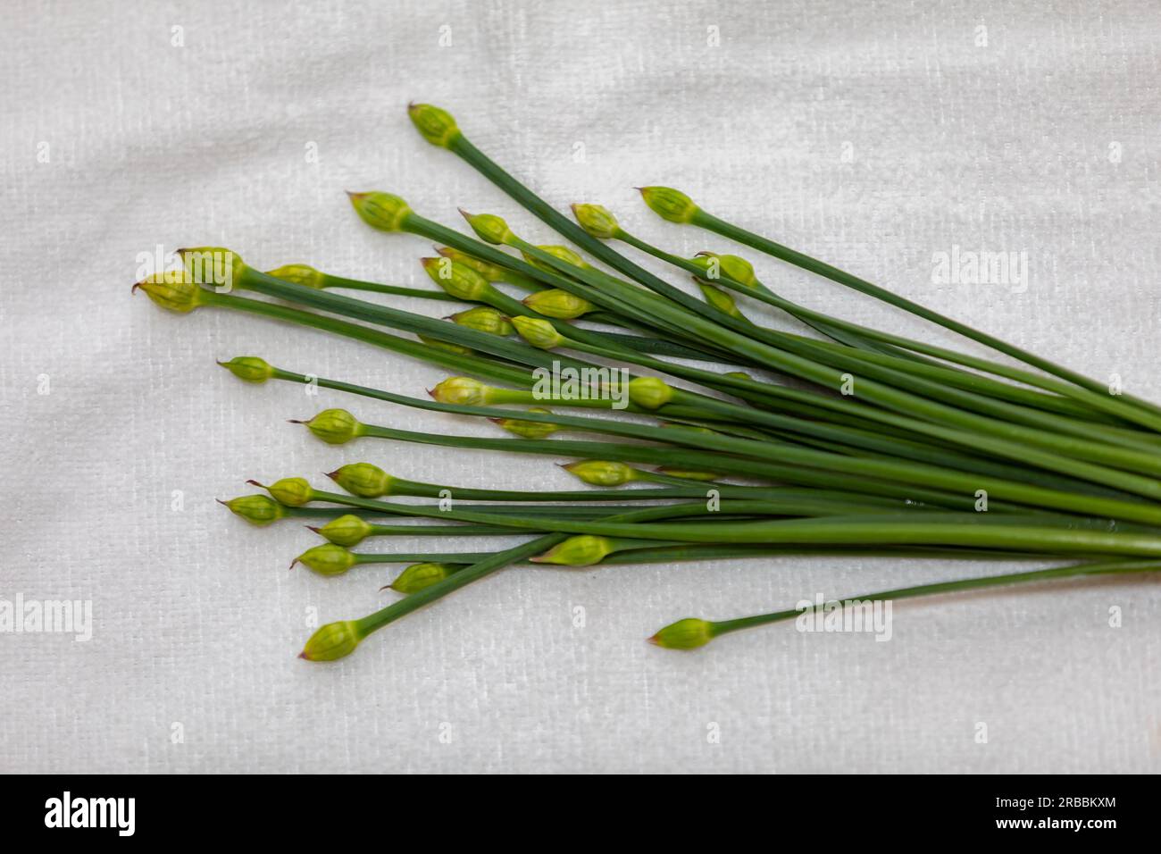Flower bud of Garlic Chives (Allium tuberosum) also known as Asian ...