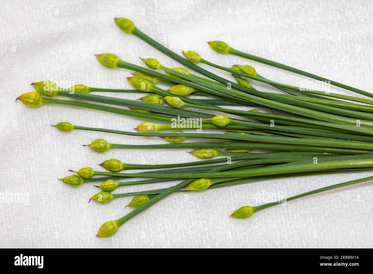 Flower bud of Garlic Chives (Allium tuberosum) also known as Asian ...