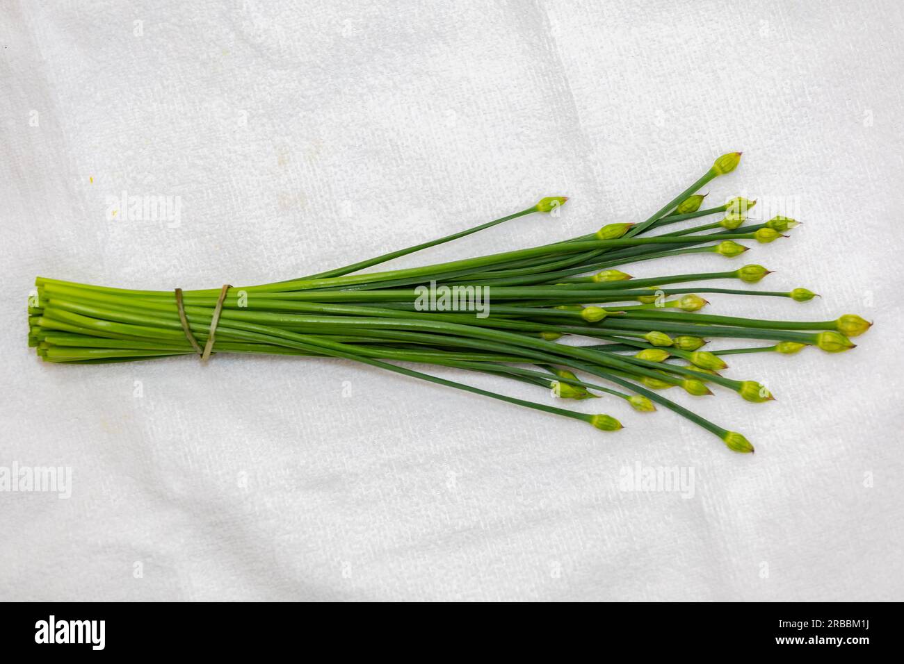 Flower bud of Garlic Chives (Allium tuberosum) also known as Asian ...