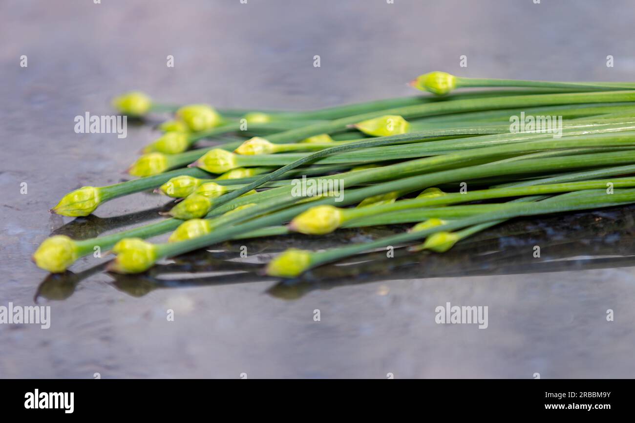Flower bud of Garlic Chives (Allium tuberosum) also known as Asian ...