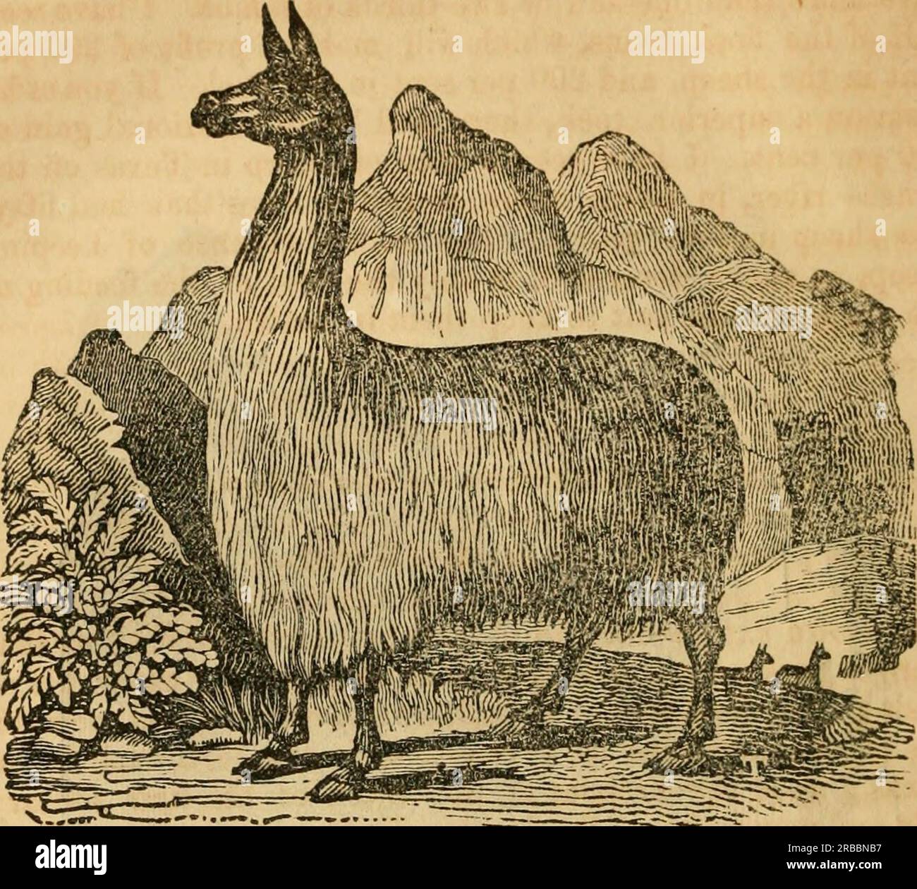 "The educated horse : teaching horses and other animals to obey at word ...