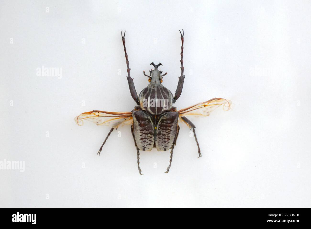 Exotic insects of the fauna of South America common in Central and ...