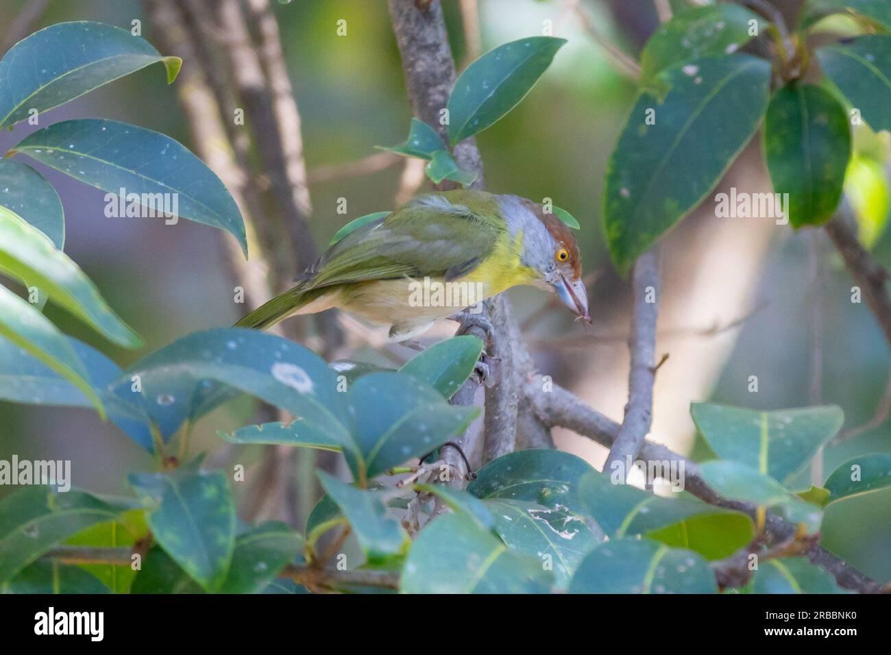 The tropic bird known as "pitiguari" (Cyclarhis gujanensis) in ...