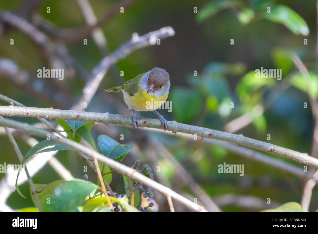 The tropic bird known as "pitiguari" (Cyclarhis gujanensis) in ...