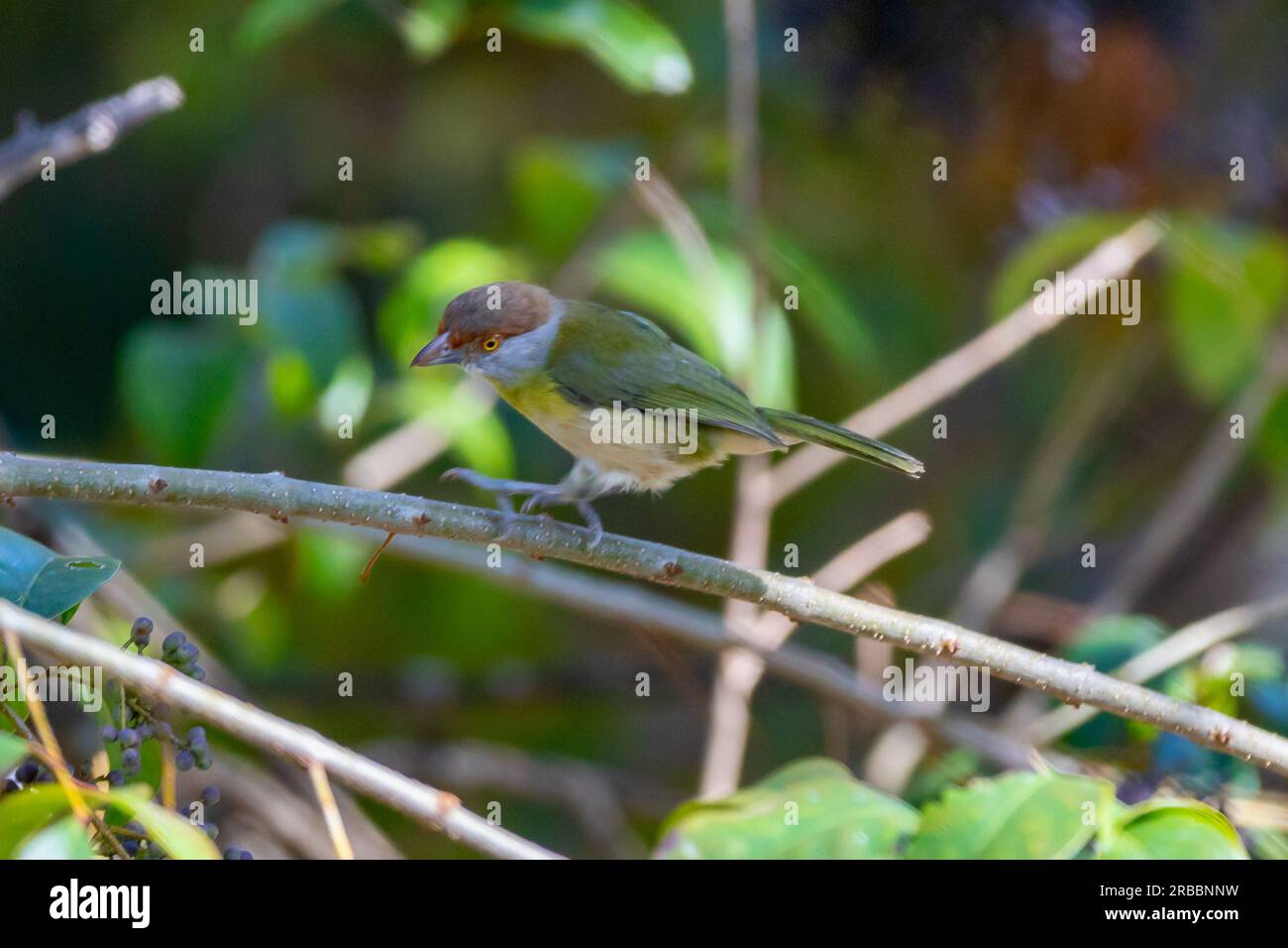 The tropic bird known as "pitiguari" (Cyclarhis gujanensis) in ...