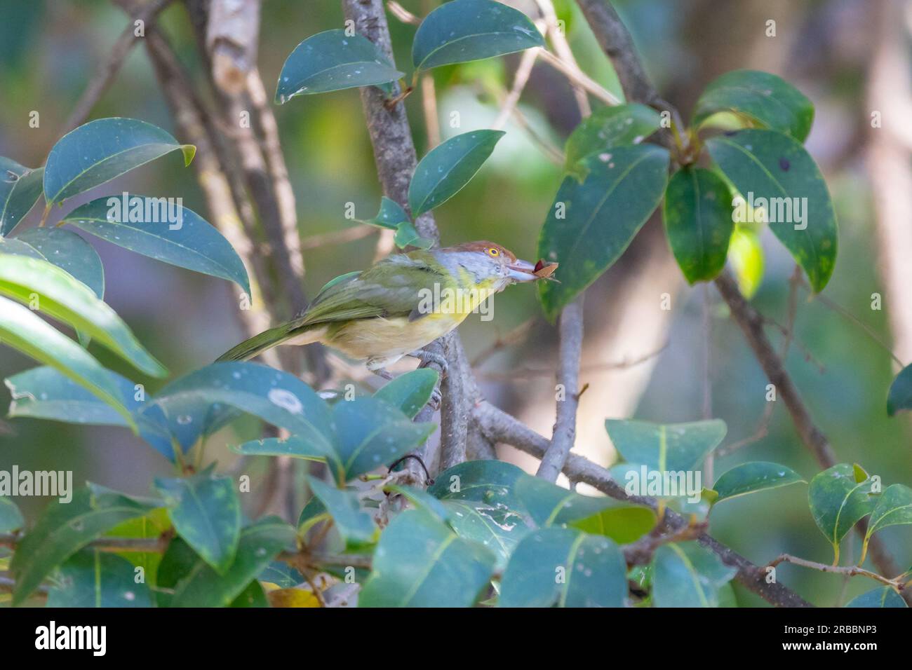 The tropic bird known as "pitiguari" (Cyclarhis gujanensis) in ...