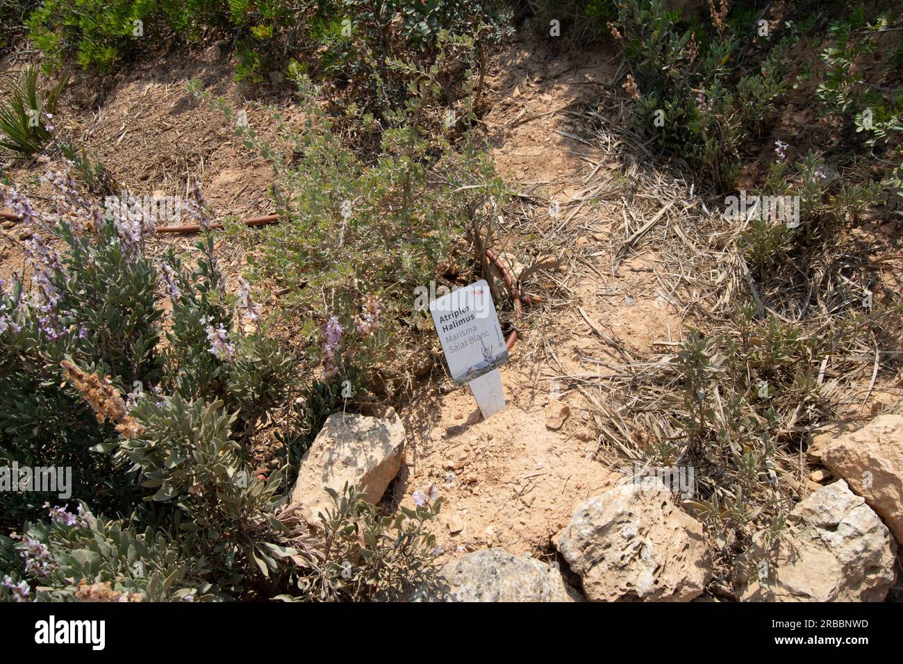 Palma Mallorca island native flora, Humilis Garballó Palmito ...