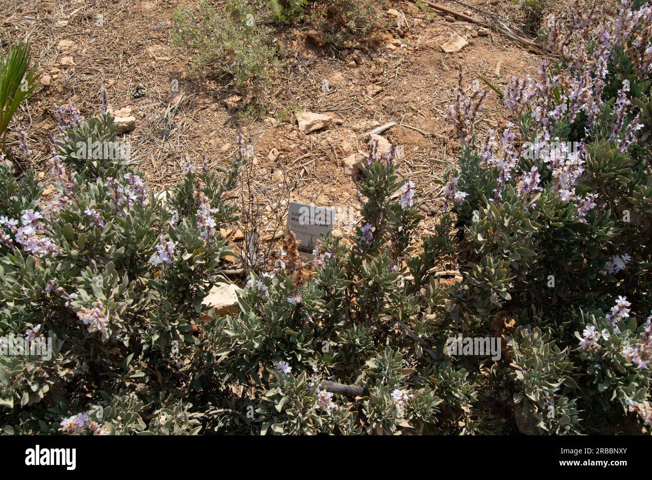 Mallorca species hi-res stock photography and images - Alamy