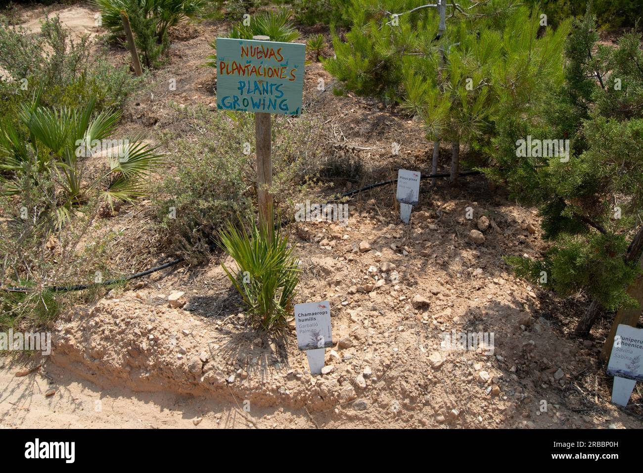 Palma Mallorca island native flora, Humilis Garballó Palmito ...