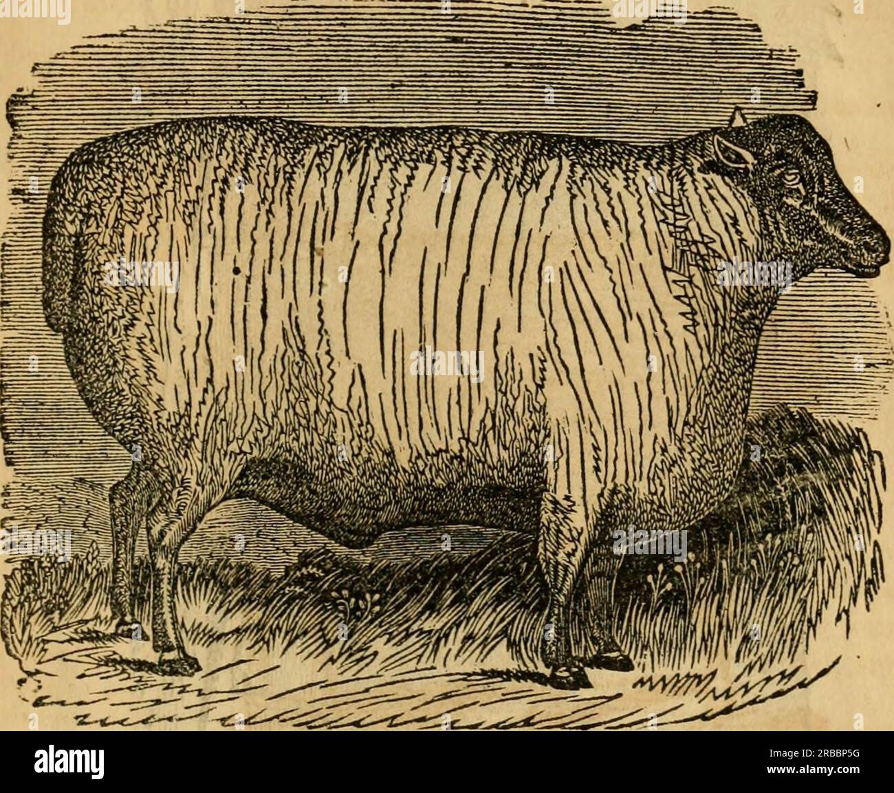 "The educated horse : teaching horses and other animals to obey at word ...