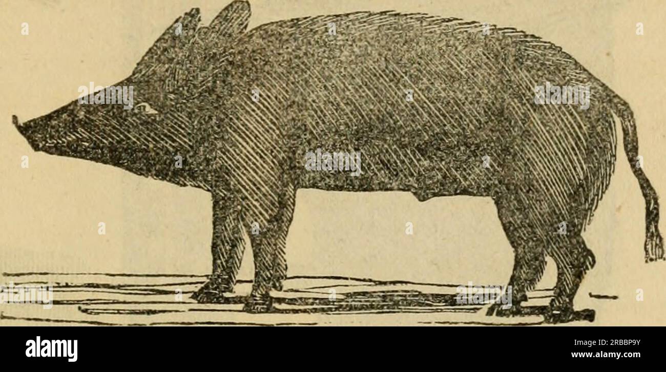 "The educated horse : teaching horses and other animals to obey at word ...