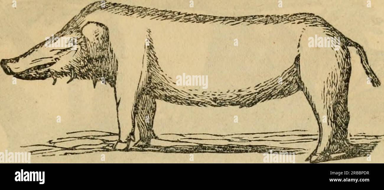 "The educated horse : teaching horses and other animals to obey at word ...