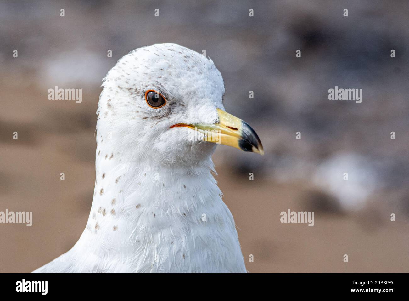Close up portrait of a ring-billed gull, Larus delawarensis, at the ...