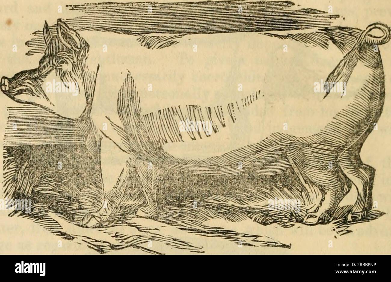 "The educated horse : teaching horses and other animals to obey at word ...