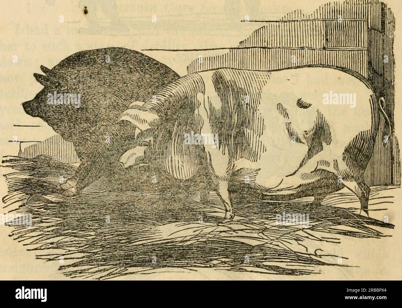 "The educated horse : teaching horses and other animals to obey at word ...