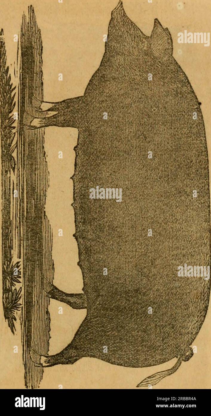 "The educated horse : teaching horses and other animals to obey at word ...