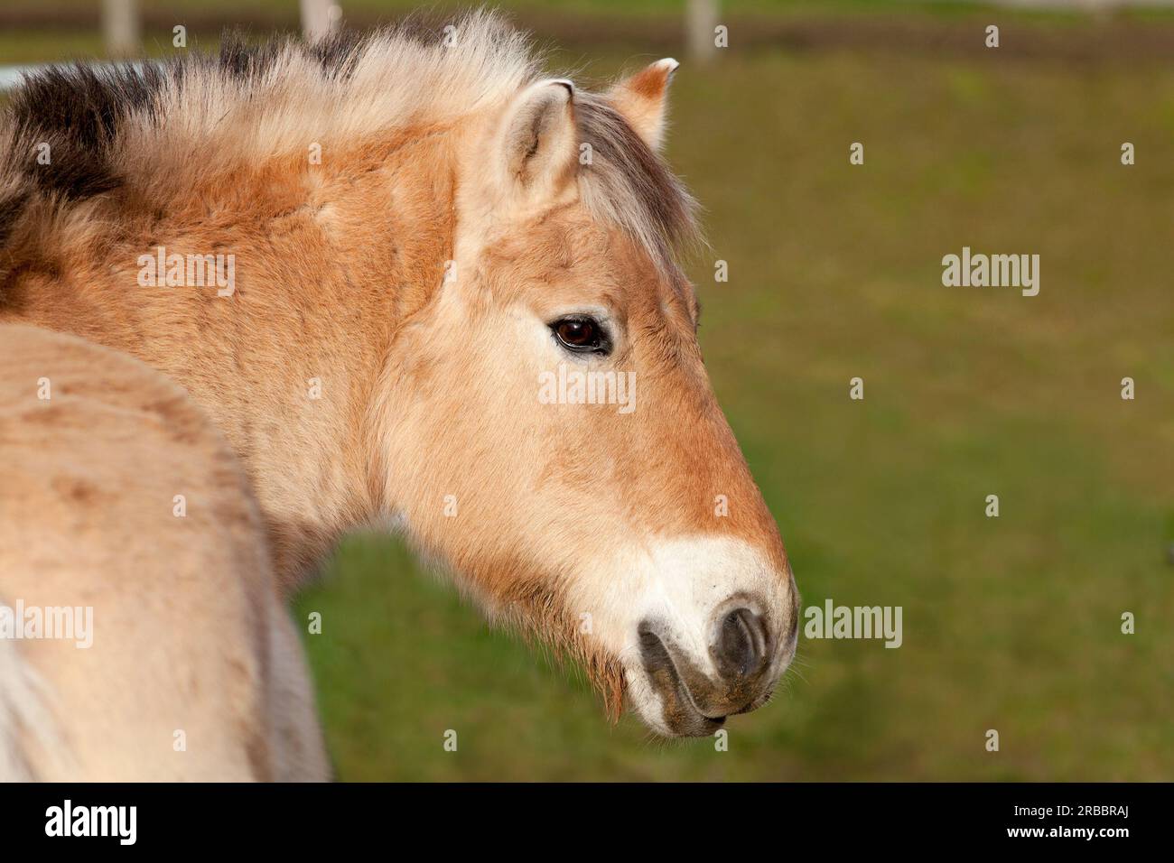 Norwegian Fjord Horse. Face close up portrait Stock Photo - Alamy