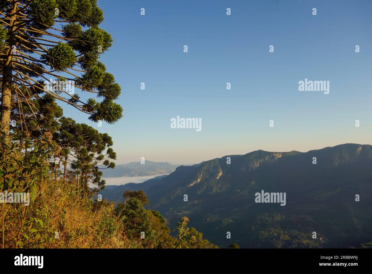 Tree crowns of Araucaria, aka Araucaria angustifolia, in forest of ...