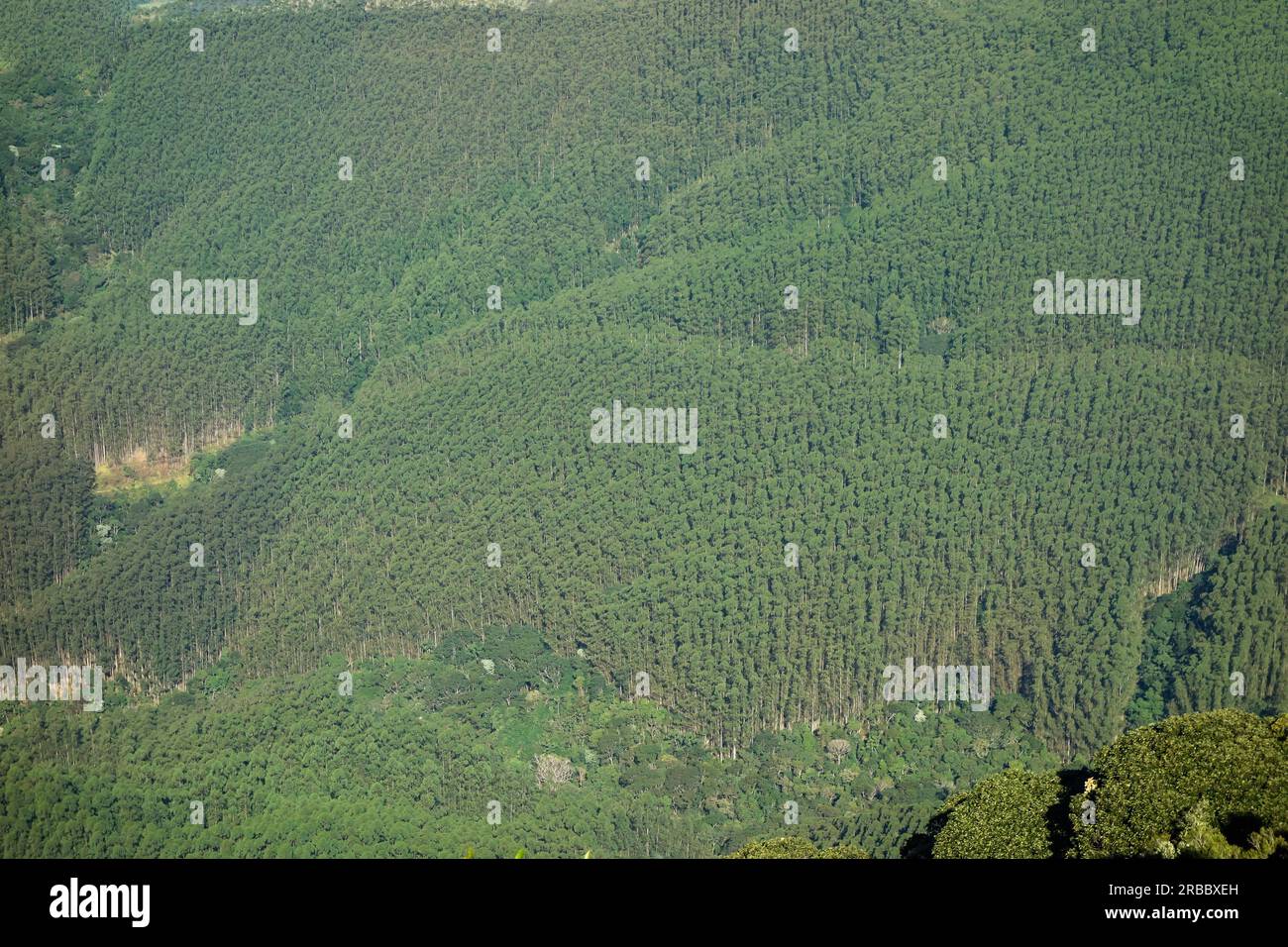 Aerial panoramic view of green pine trees in reforestation field Stock ...