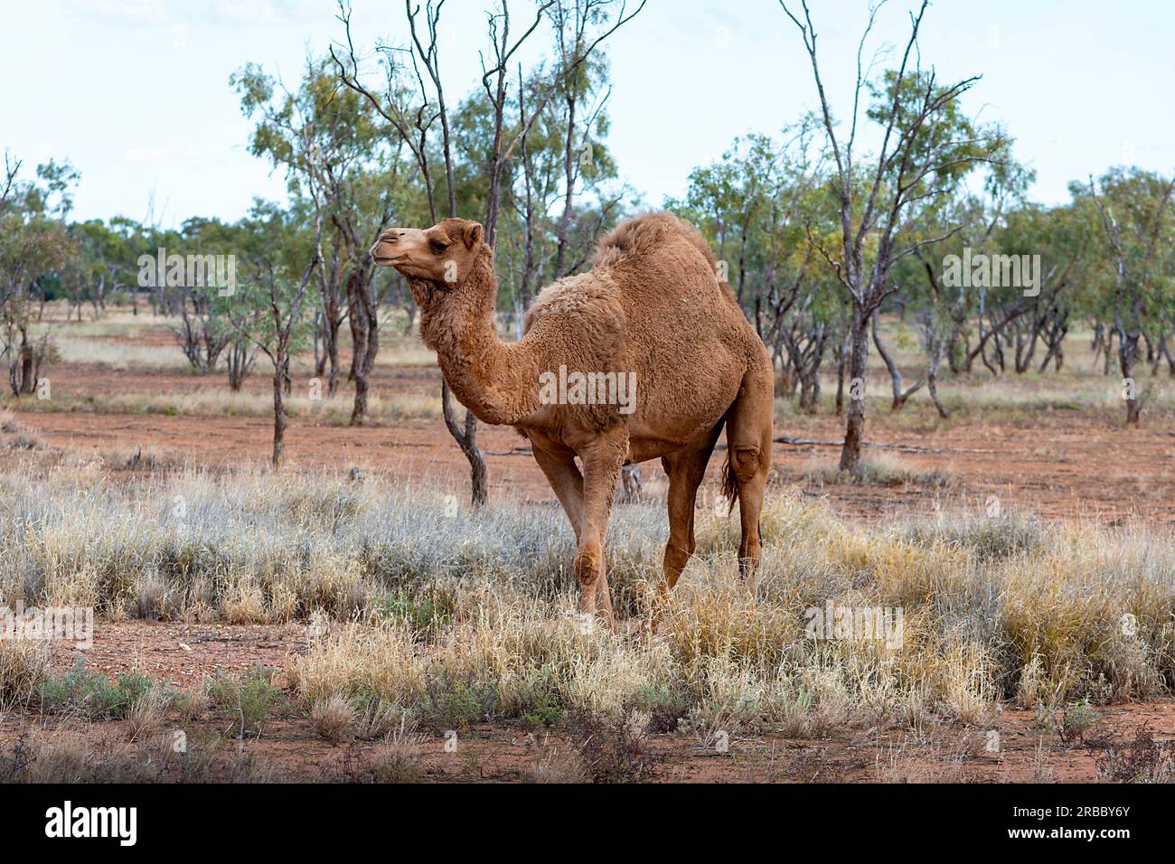 Camel (Camelus dromedarius) in Boulia, Queensland, QLD, Australia Stock ...
