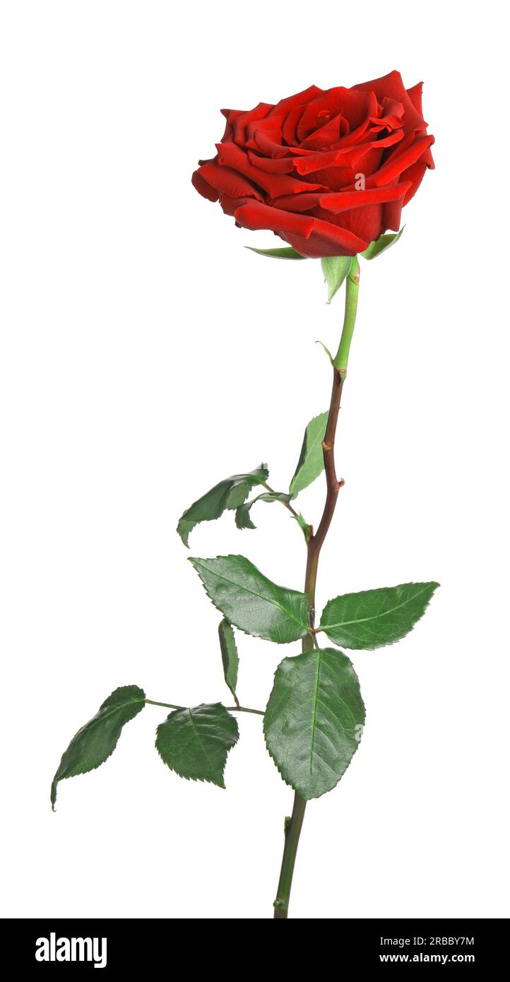 Beautiful fresh red rose isolated on white Stock Photo - Alamy