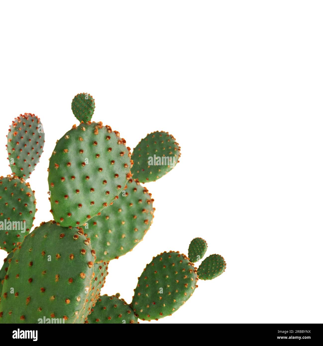 Beautiful big green cactus on white background Stock Photo - Alamy