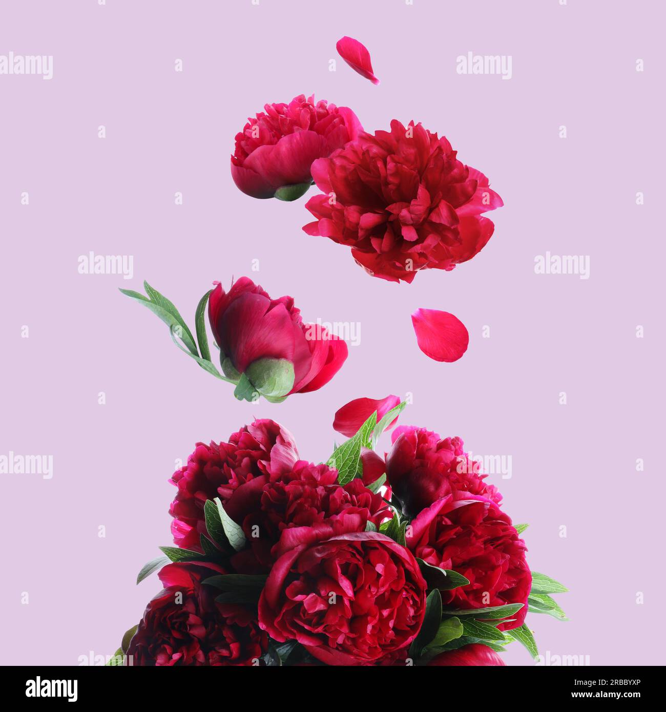Flower buds falling into bunch of peonies on pale violet background ...