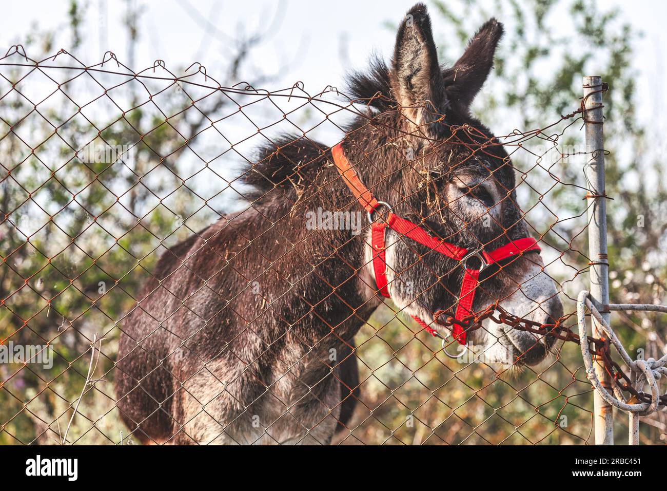 Donkey behind the fence. Portrait of domestic animal Stock Photo - Alamy
