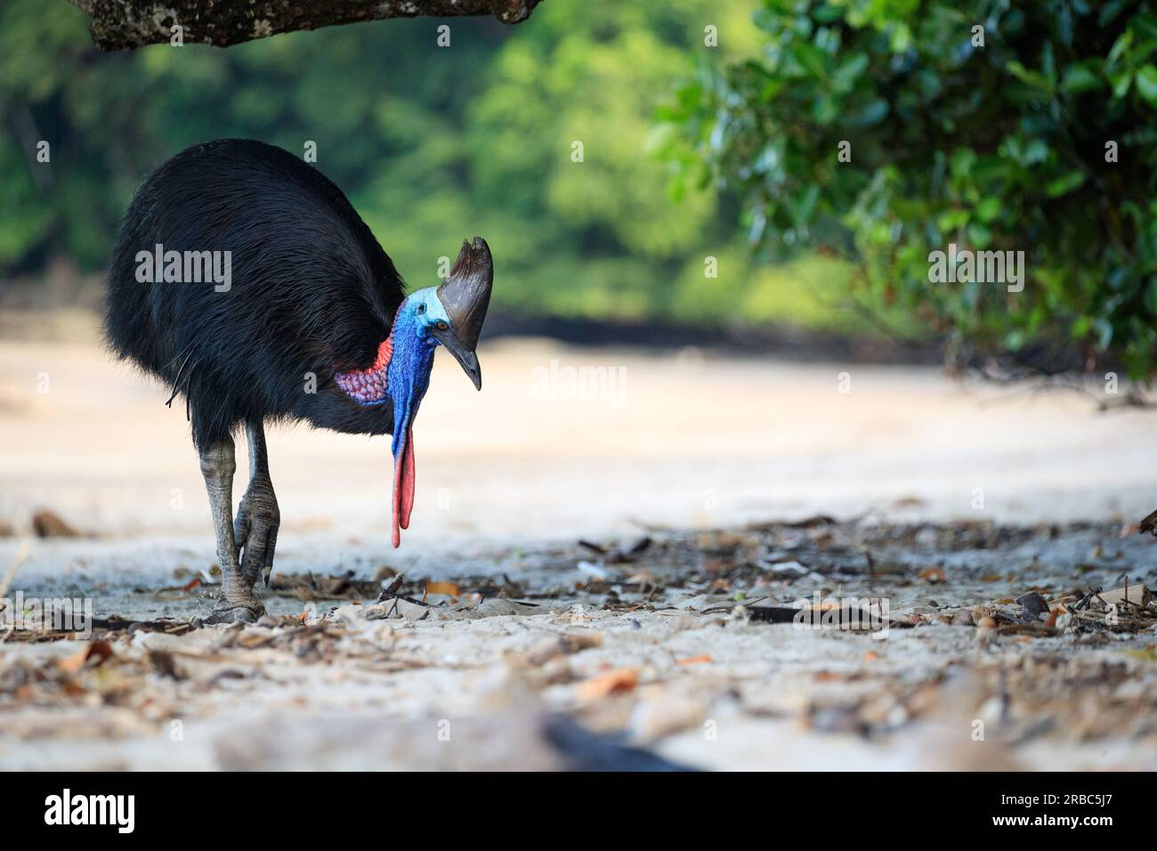 Female Southern Cassowary (Casuarius casuarius) on the beach in Etty ...