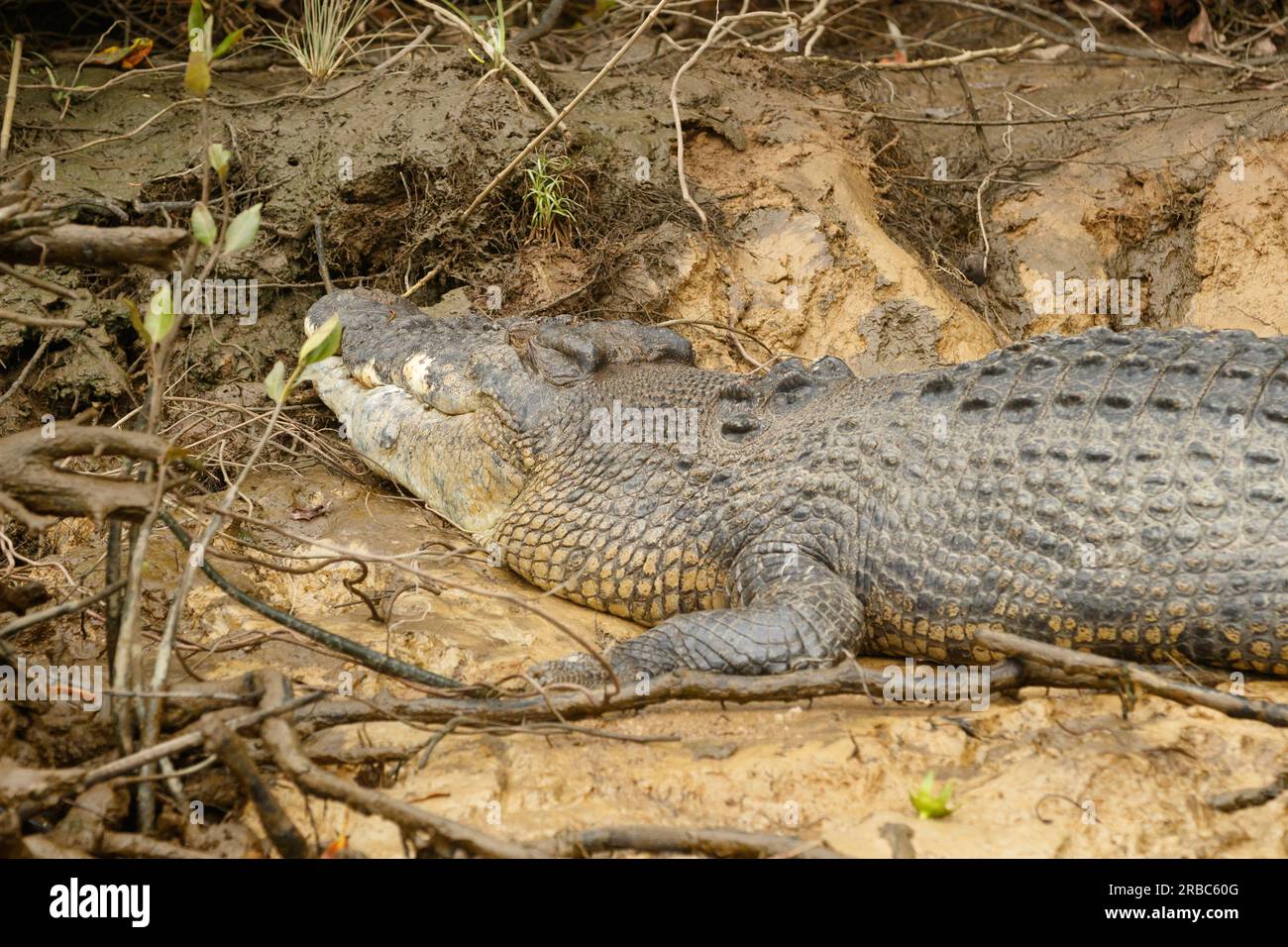 A large male Estuarine Crocodile (Crocodylus porosus) on the banks of ...
