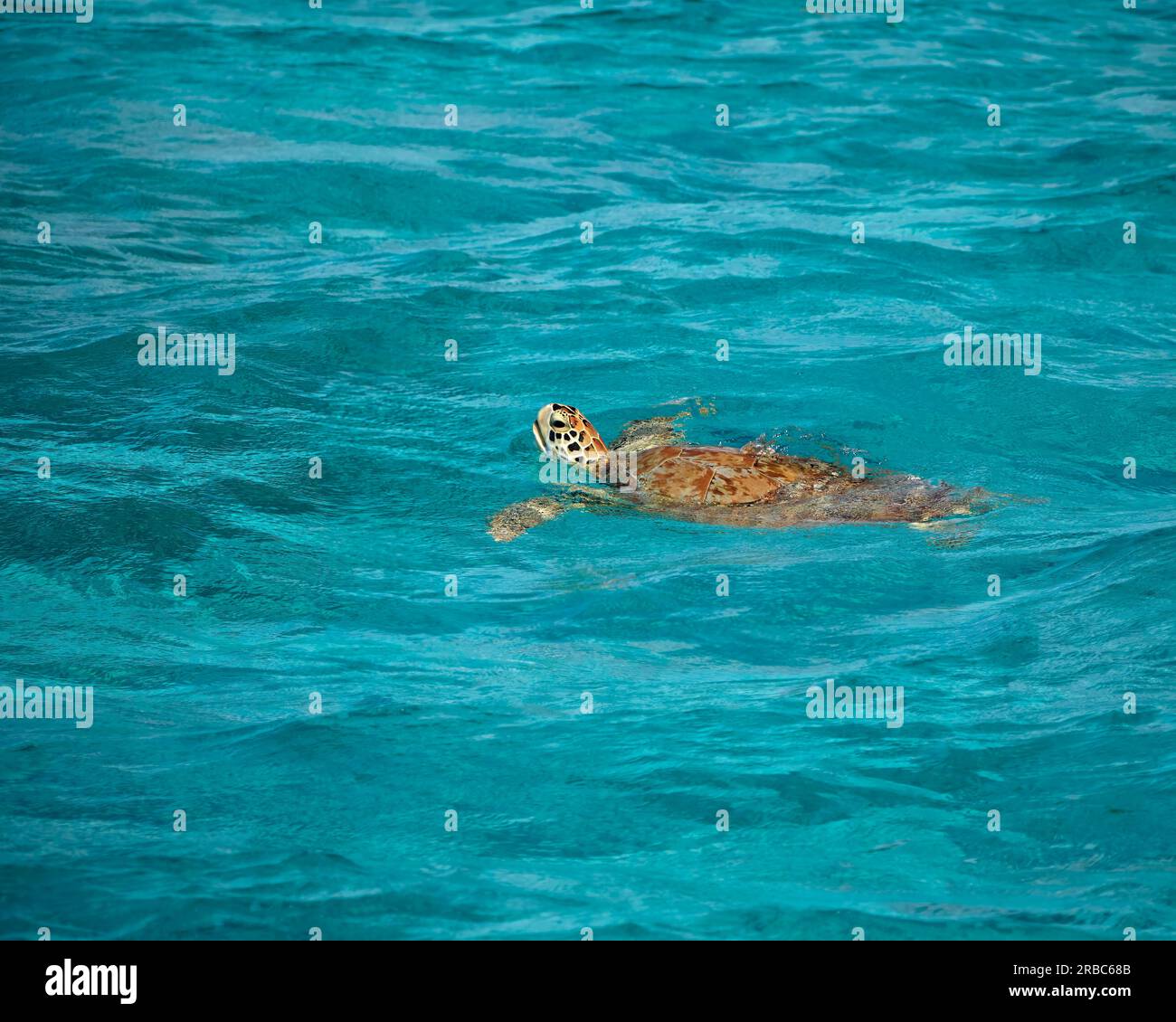 A green Sea turtle swims on the surface of the turquoise water of the ...