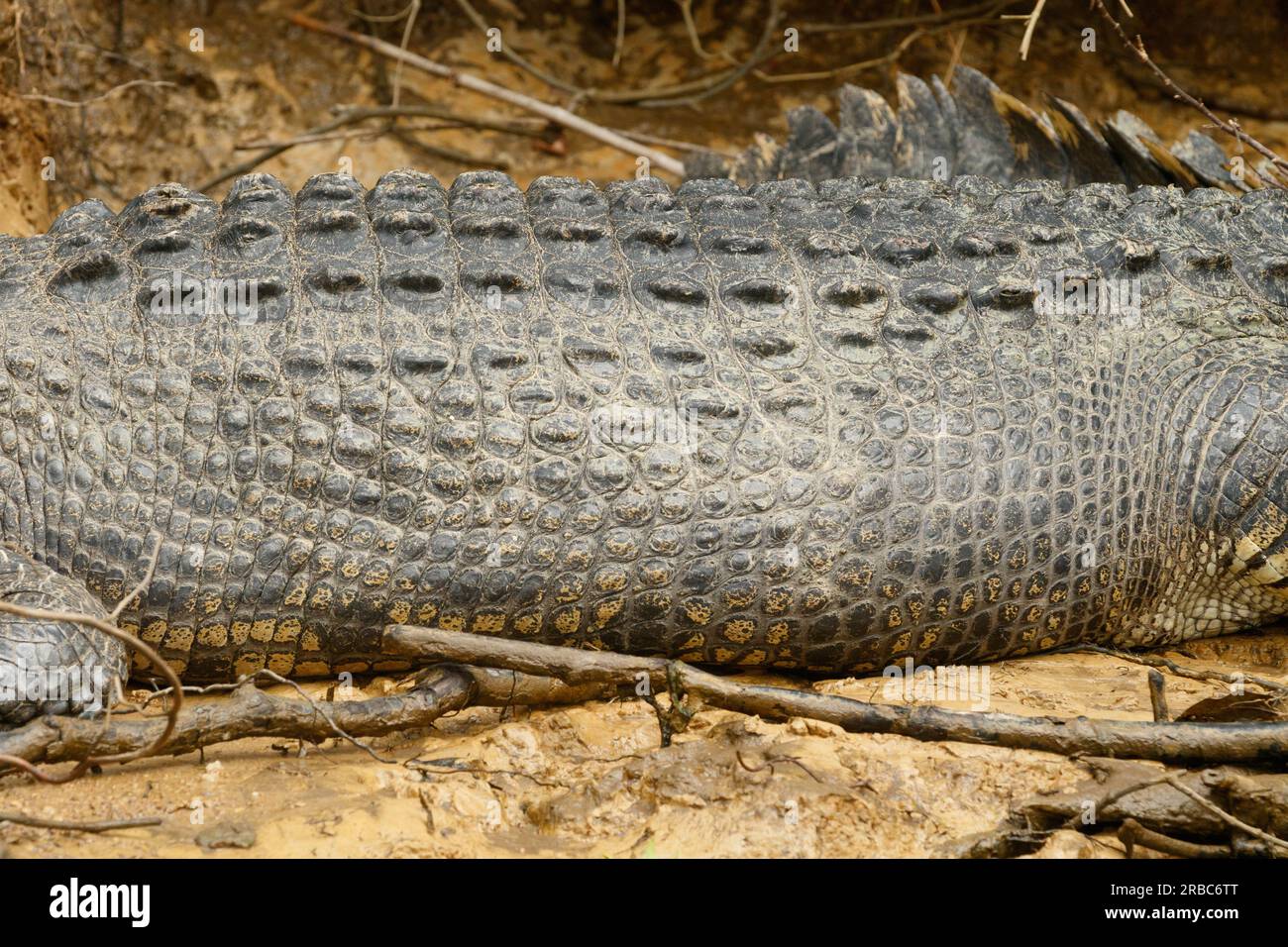 Close-up of the skin of a large male Estuarine Crocodile (Crocodylus ...